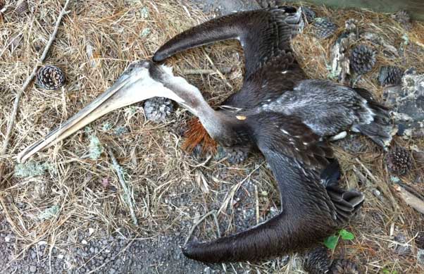 WildRescue's Blog: Starving young pelicans