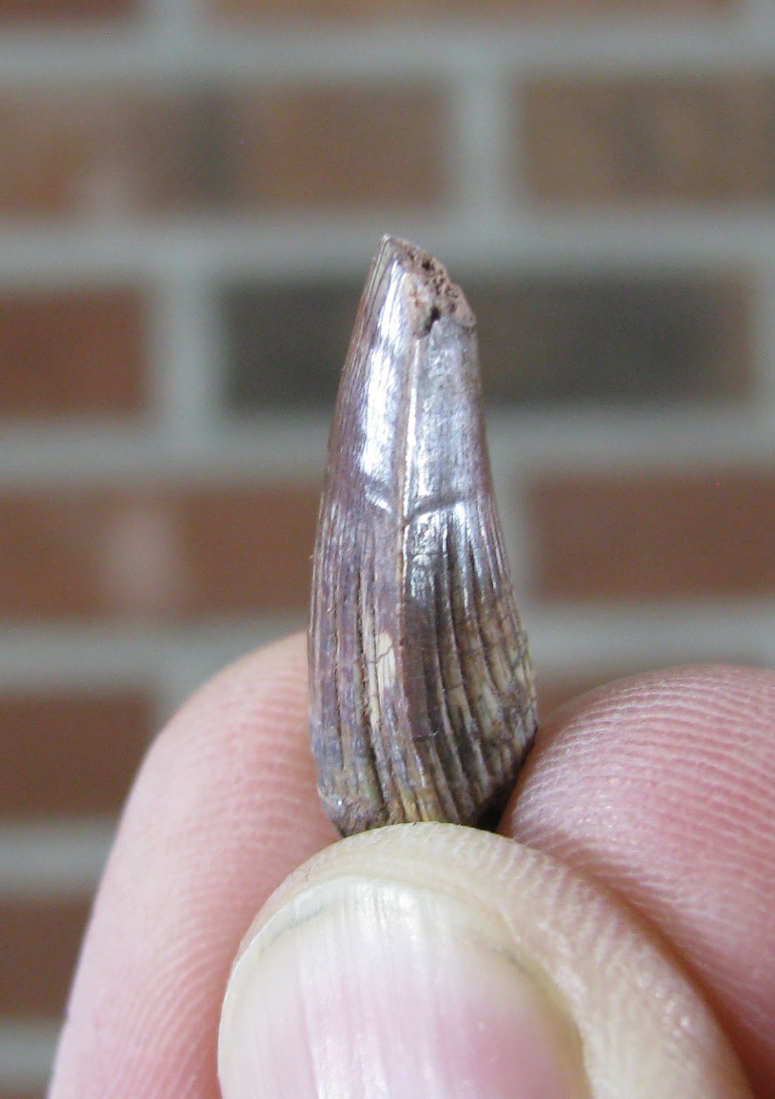 Views of the Mahantango: Hyneria lindae tooth from the Catskill formation