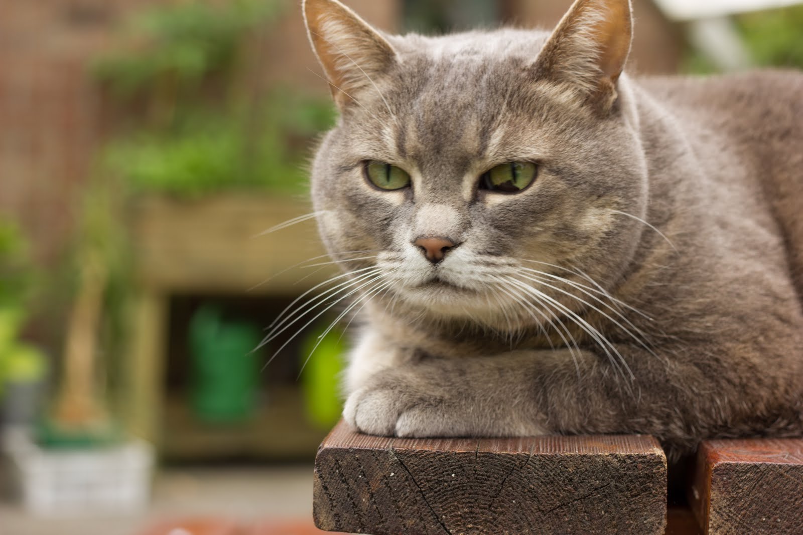 VLIMBOUTER: Poes Muis