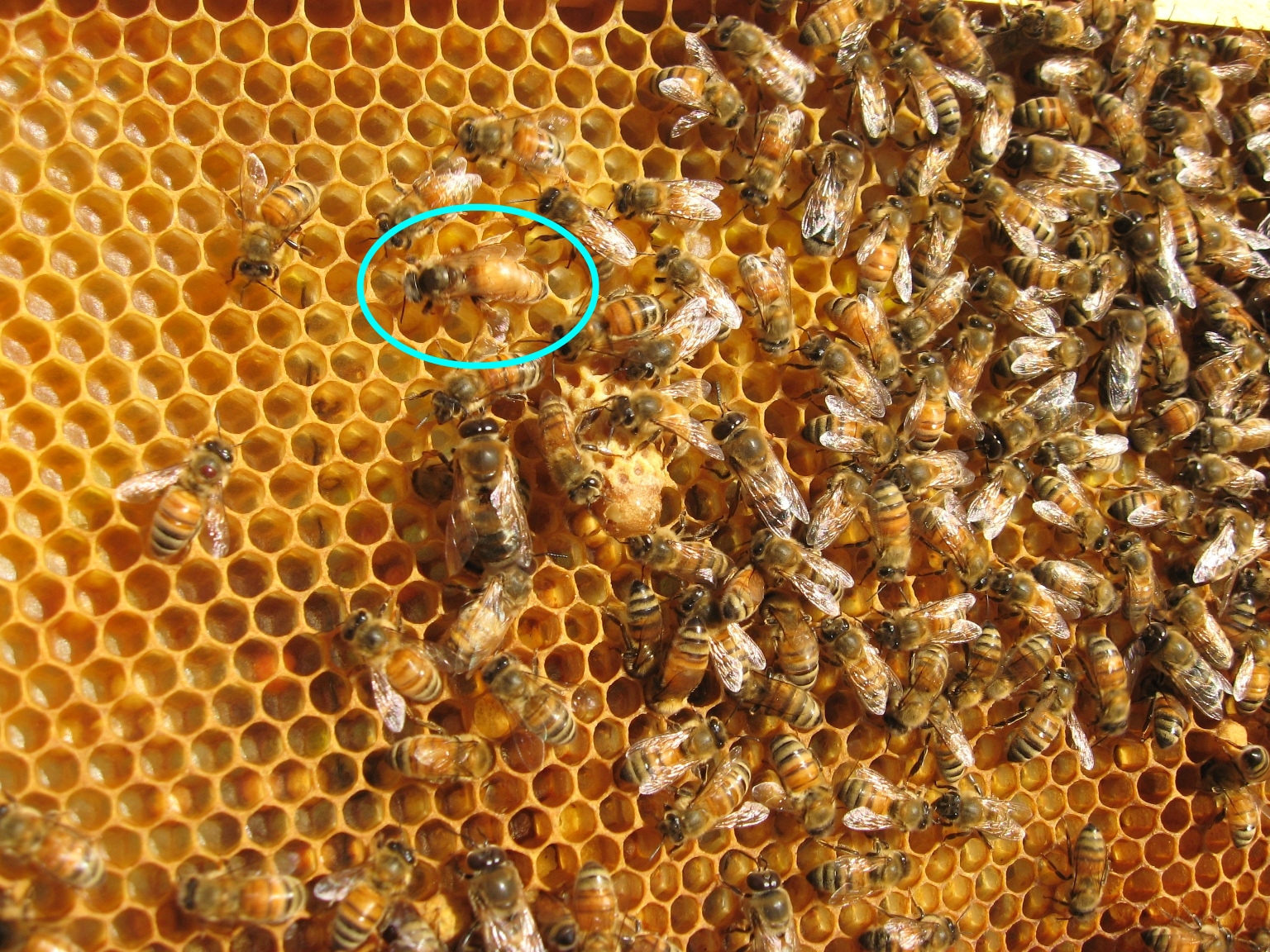 Beaver Creek Bees: Inspection 4/21/2011