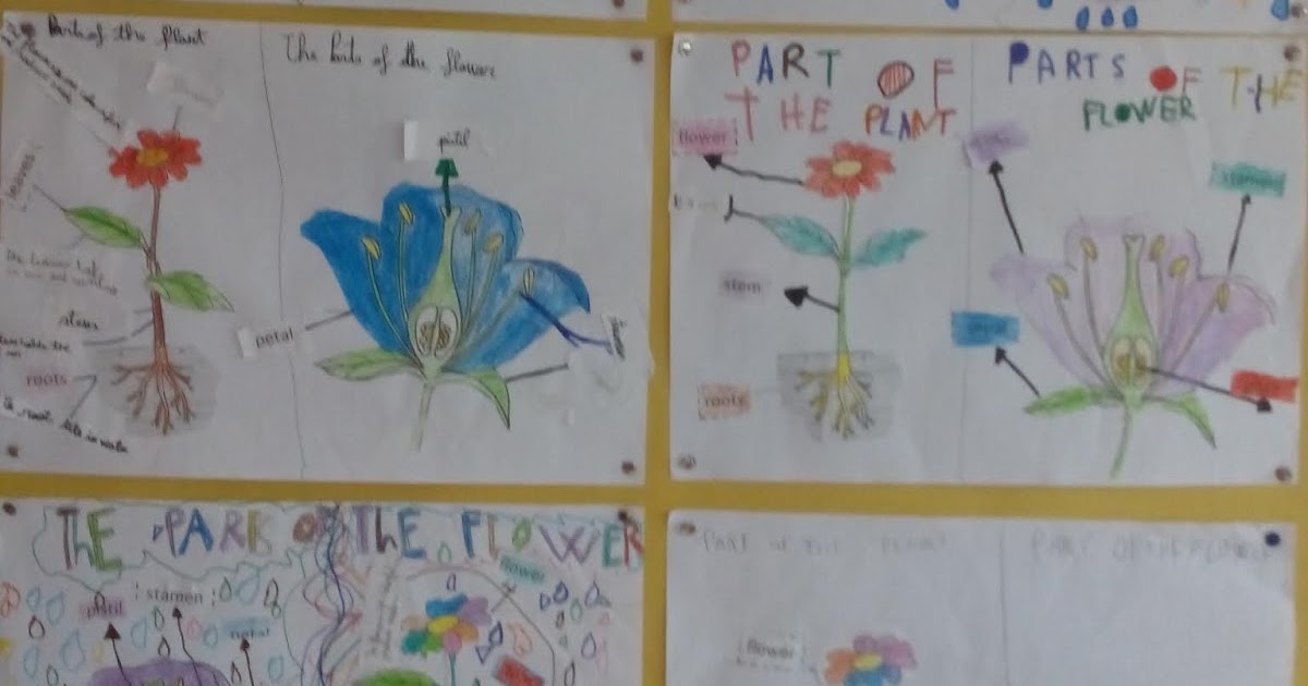 El blog del Blas: PARTS OF A PLANT & PARTS OF THE FLOWER