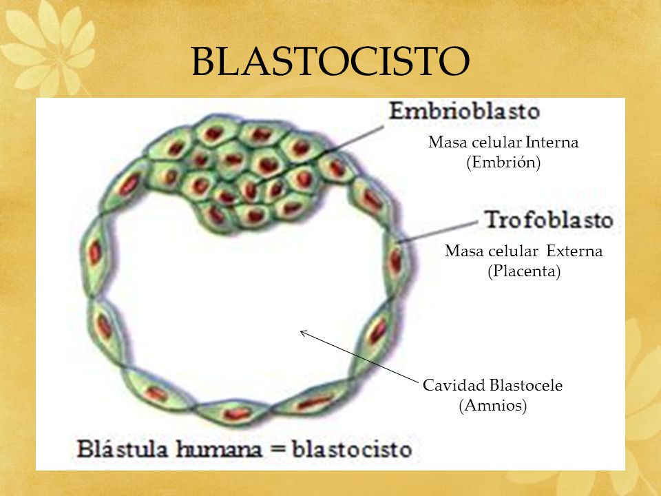 Embriología Primer semestre