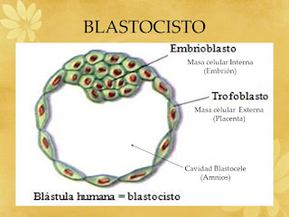 Embriología Primer semestre