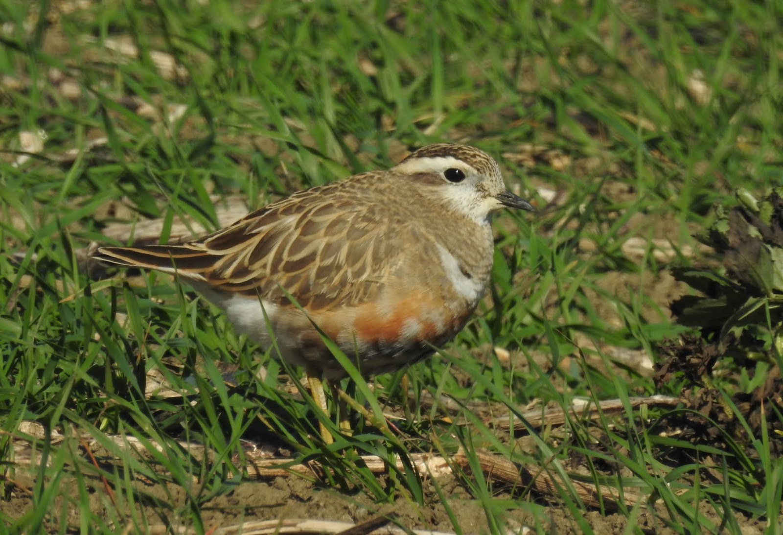 CAMBRIDGESHIRE BIRD CLUB GALLERY: Dotterel