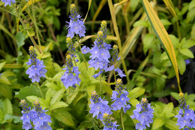 Bloomingwriter: Gardening in Nova Scotia: Gold foliage for brighter gardens