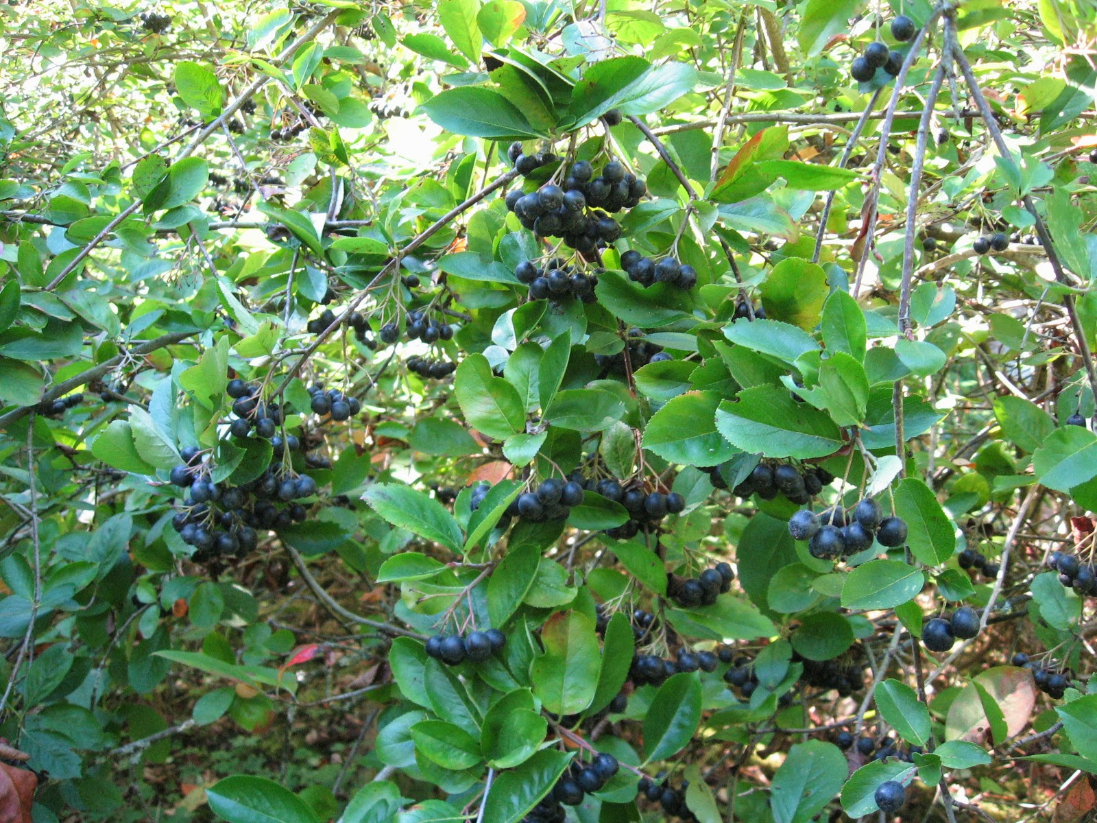 Weeding on the Wild Side: Favorite plant of the week- Aronia September ...
