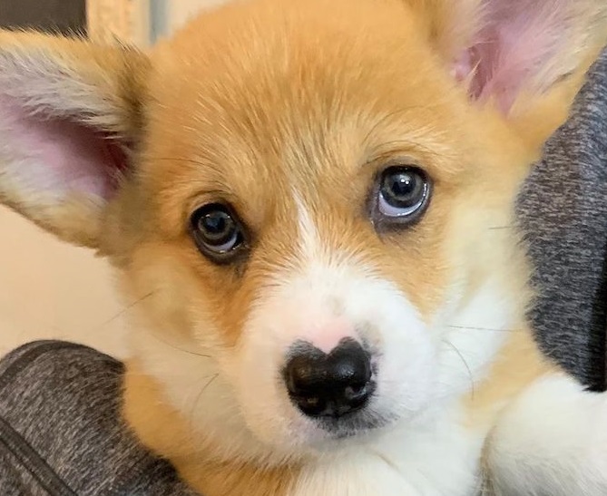 This Super-Friendly Corgi Loves Giving Hugs To His Favorite Dogs on Walks