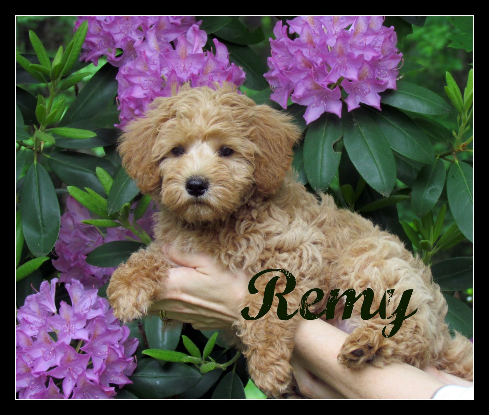 Growing Puppies - Virginia Schnoodle Breeder --Hypoallergenic Dogs ...
