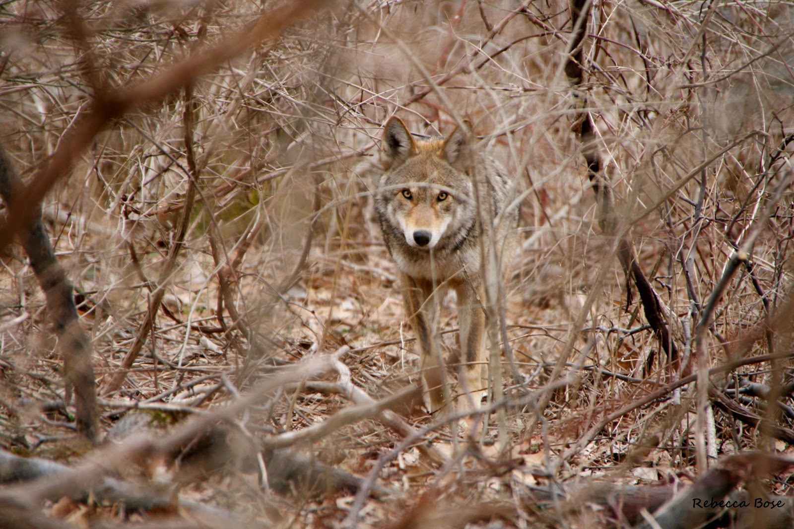 RETURN OF THE RED WOLF: RWSSP site of the month--Wolf Conservation Center!
