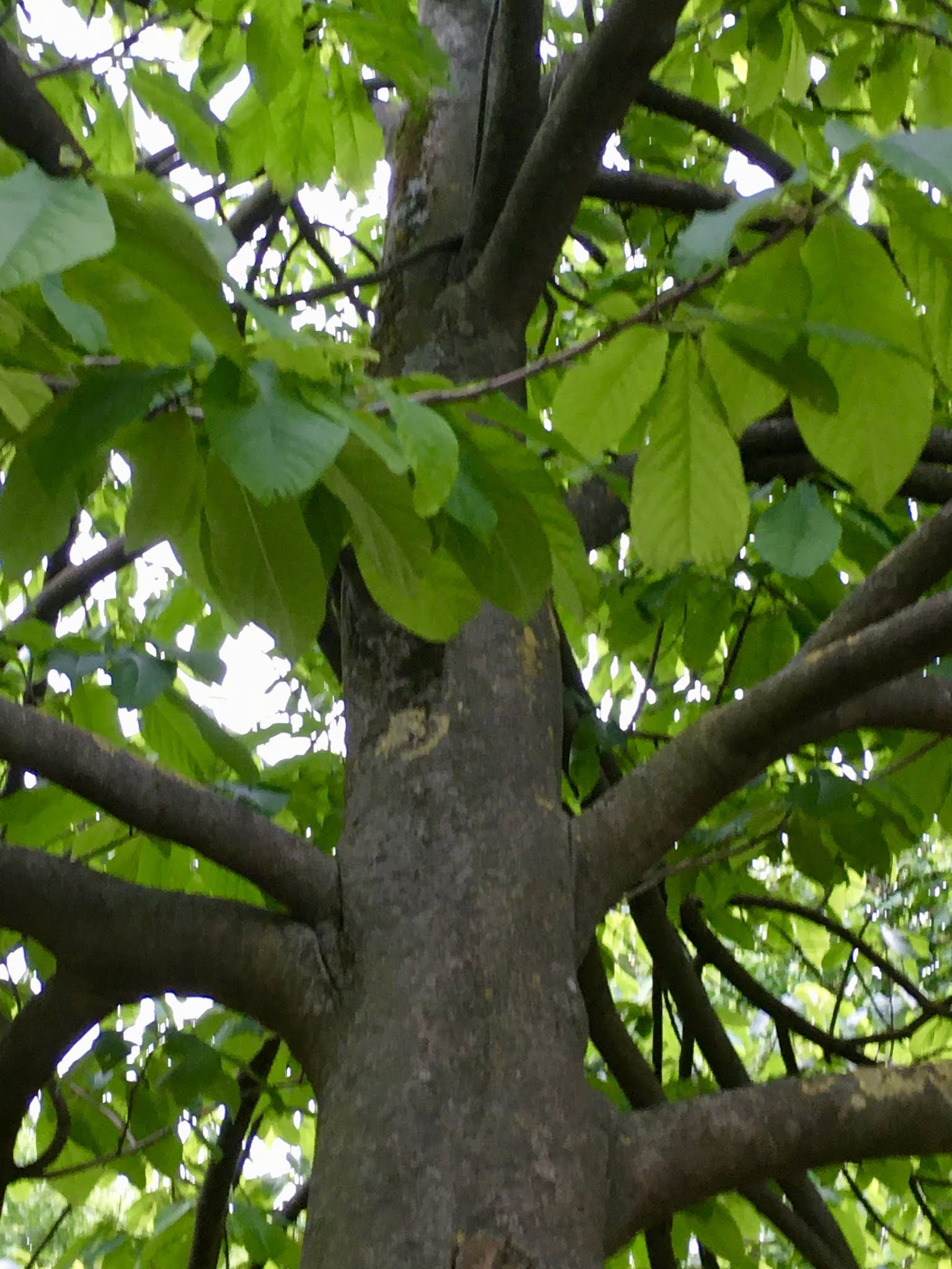Pawpaw tree