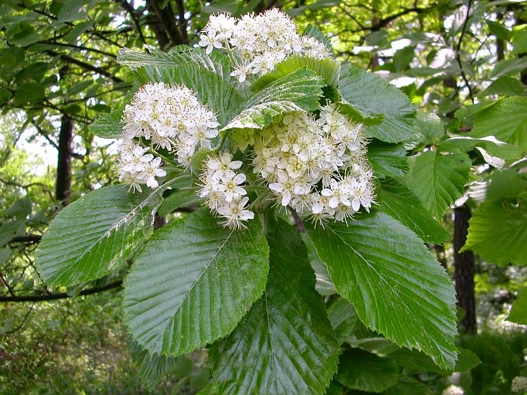 Trees Planet: Sorbus aria – Whitebeam