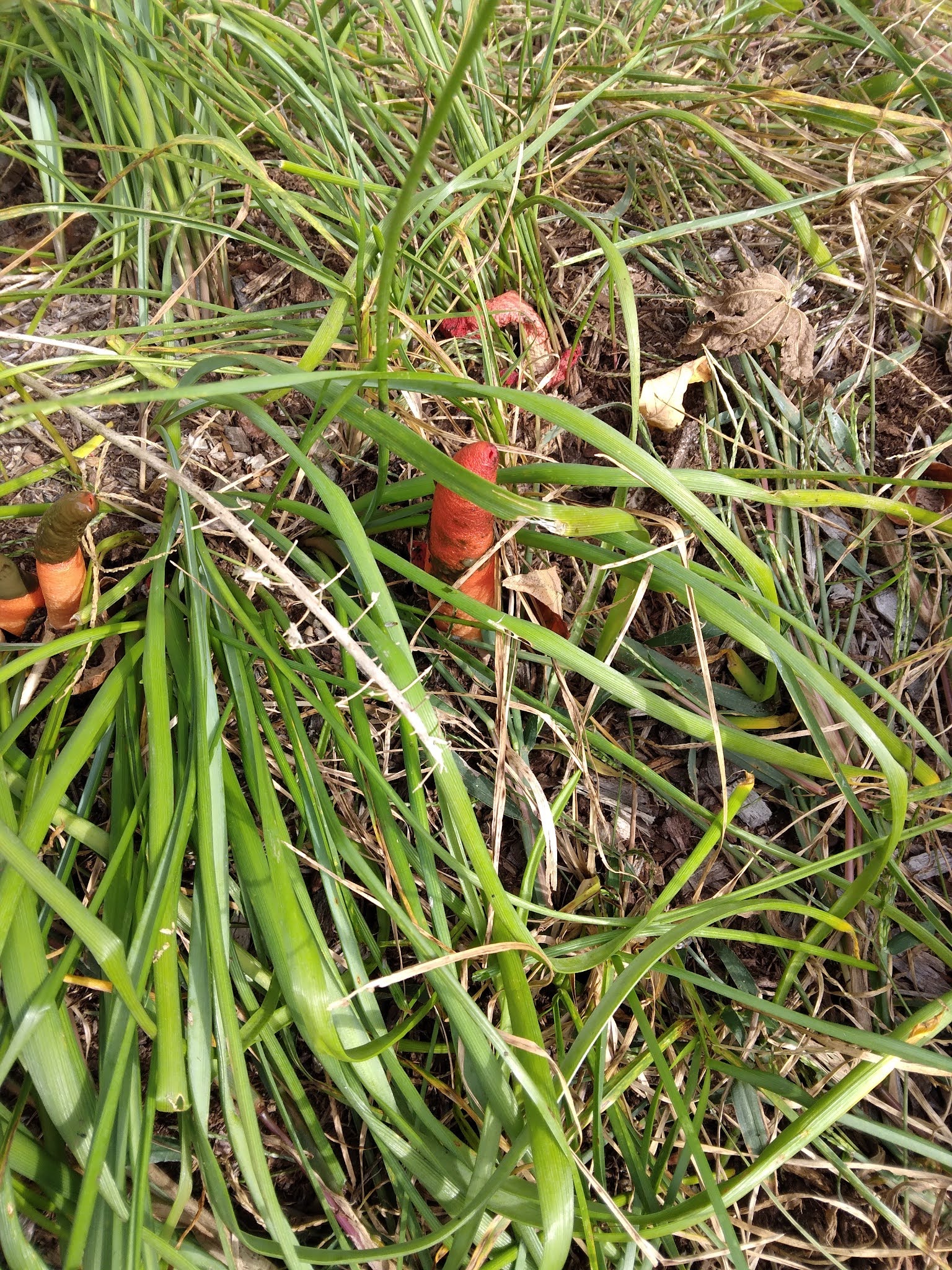 RELAXING ROBIN: Weird creepy Halloween grass