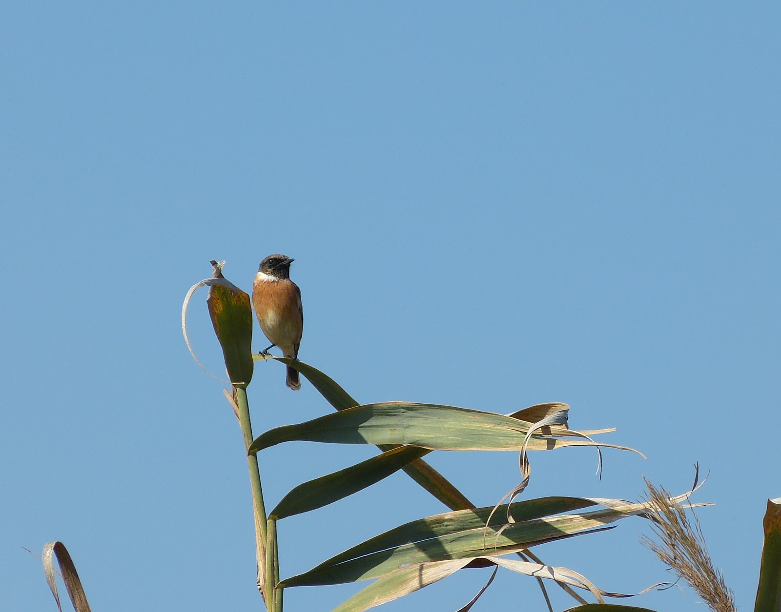 Hula Bird Festival - The Urban Birder
