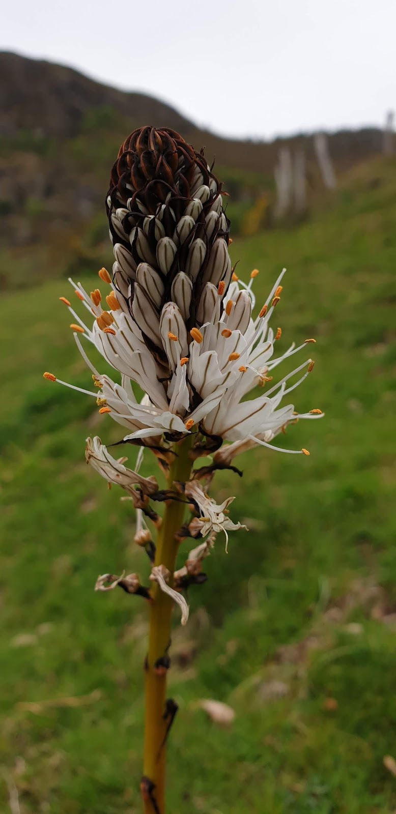 Euskal Herria mendiz mendi: AIAKO HARRIAK-ERROILBIDE (832M) GIPUZKOA ...