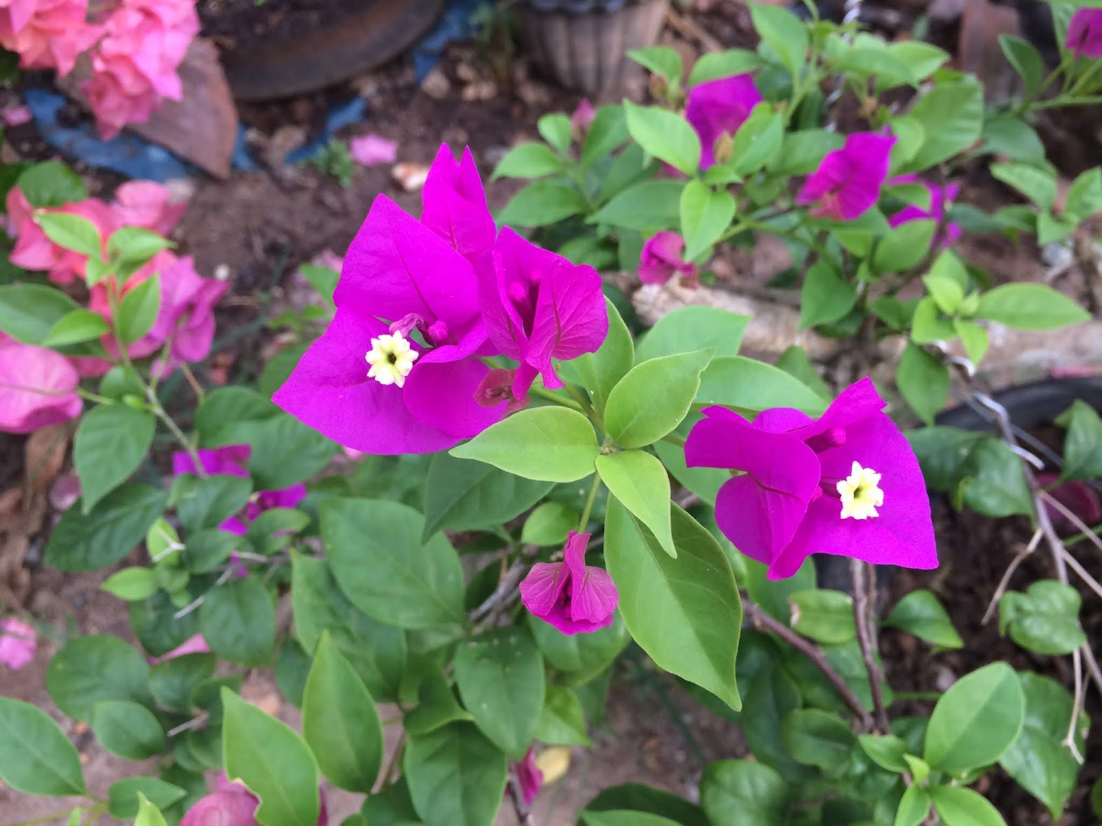 Inilah 9 Manfaat Dan Khasiat Bunga Kertas Lengkap Dengan Cara ...