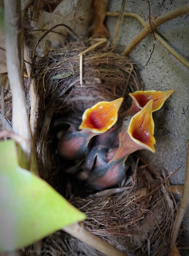 El Magazin de Merlo: El Mirlo/Merlo es un ave que ha prestado su nombre ...