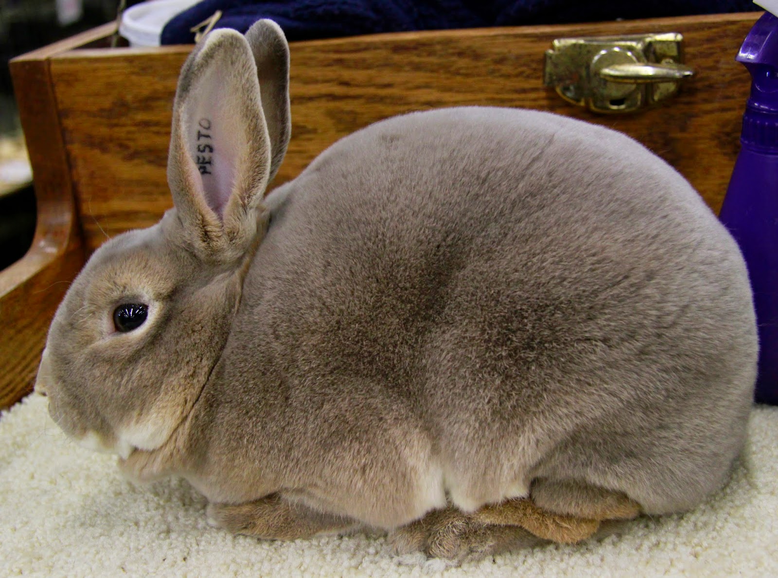 British Mini Rex at ARBA: BMRC - Texas - October/November 2014