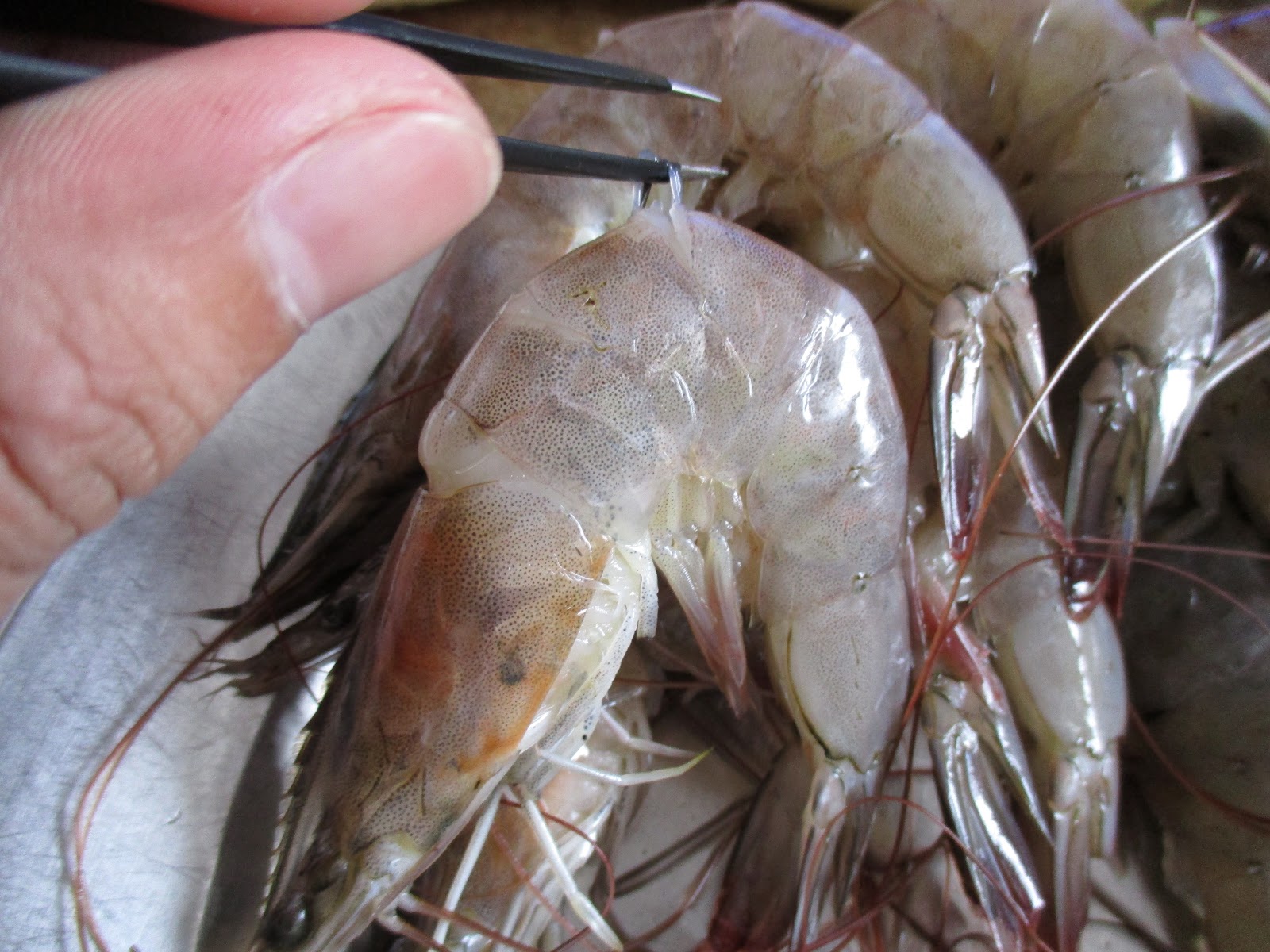 Filipino Food: "Sinigang na Sugpo"