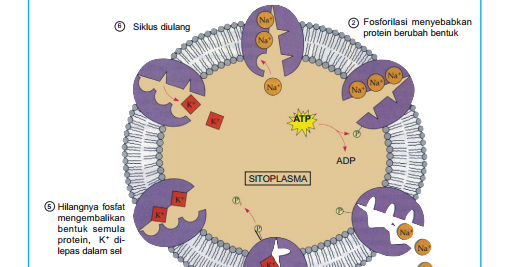Pompa Natrium Kalium Termasuk Transpor Aktif? - Sakersomu - Kumpulan ...