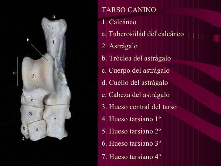 Osteologia canina: Miembro Pelviano