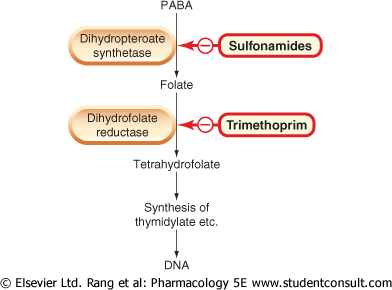 SULFAMIDAS Y DIAMINOPIRIMIDINAS