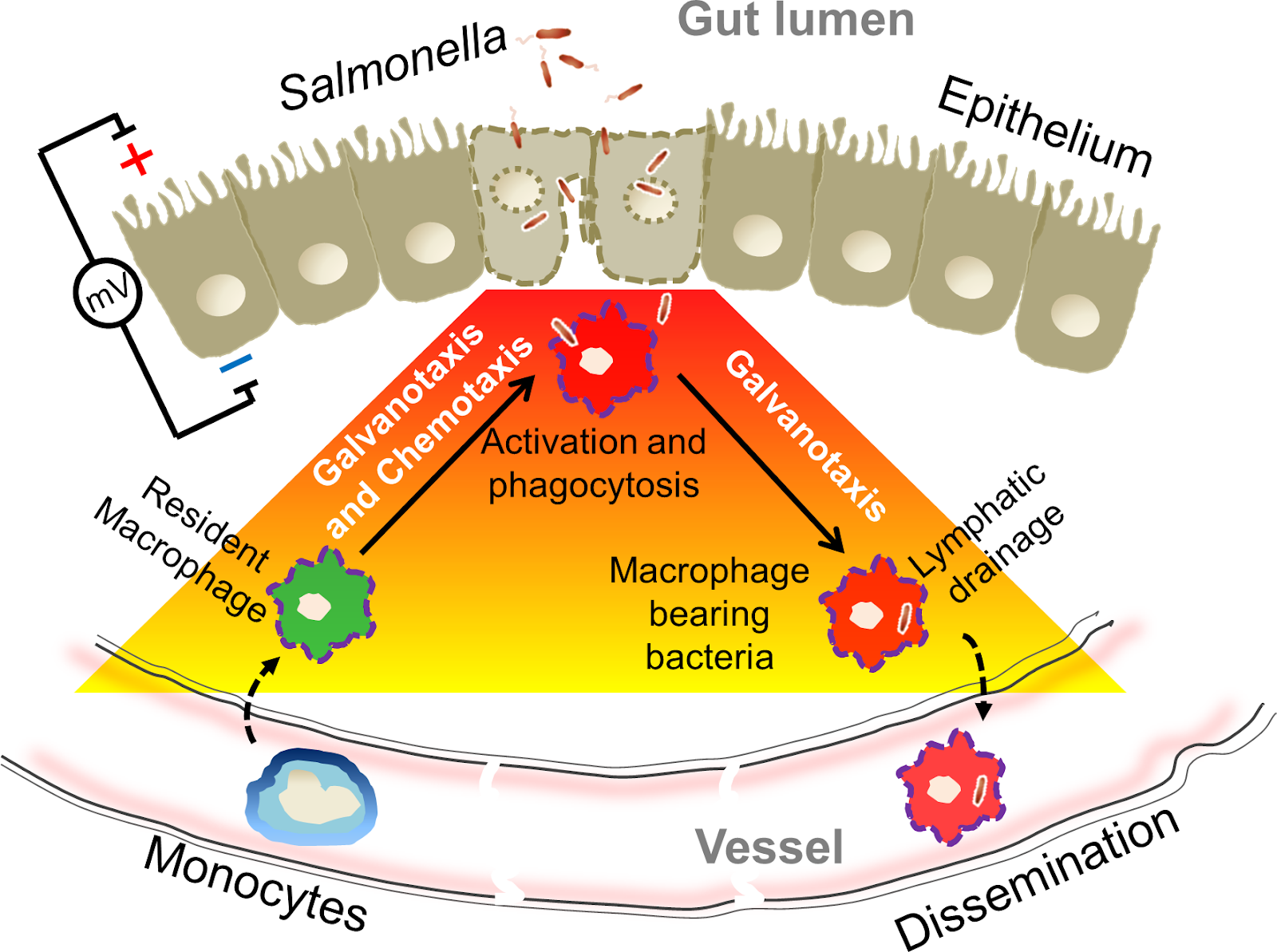 Le blog d'Albert Amgar: Les bactéries actionnent un interrupteur ...