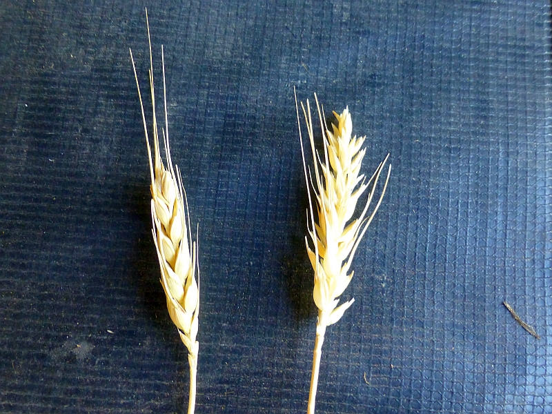 Rural Revolution: Threshing wheat