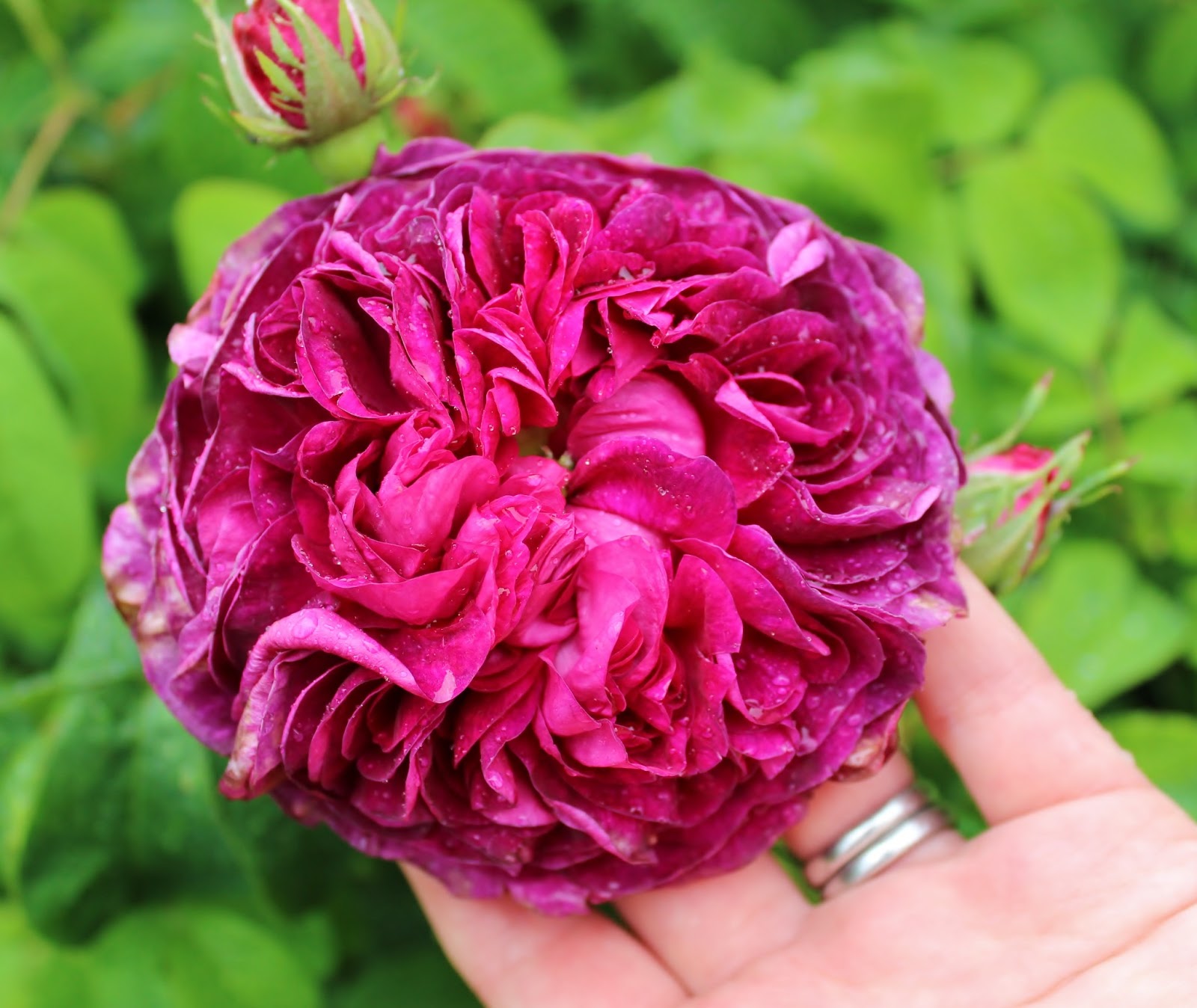 Present Perfect Creations: Peter Beales: classic English roses