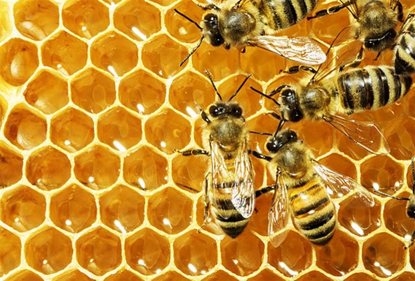 Arti Paribasan Mubra-mubru Mblabar Madu ~ Jangka Jawa