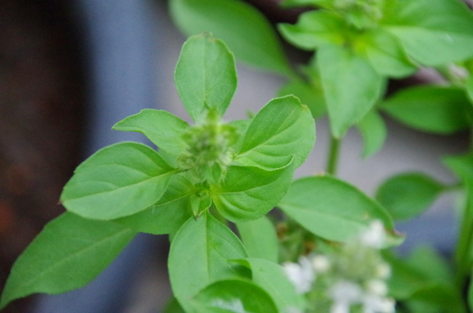 Trees and Plants: Basil (Floral Spires White Basil)