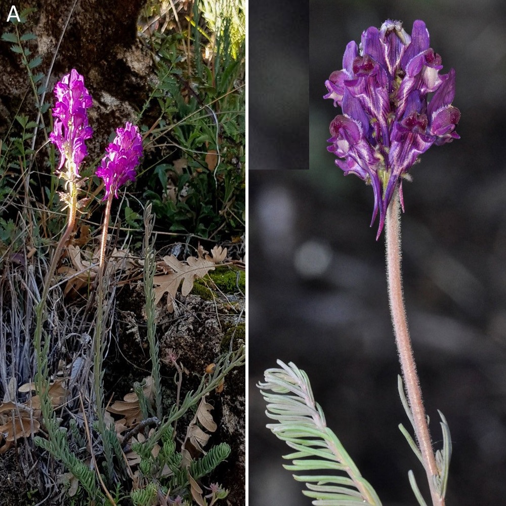 Species New to Science: [Botany • 2019] Linaria vettonica ...
