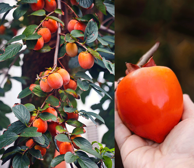Japani phal (Japanese fruit persimmon)