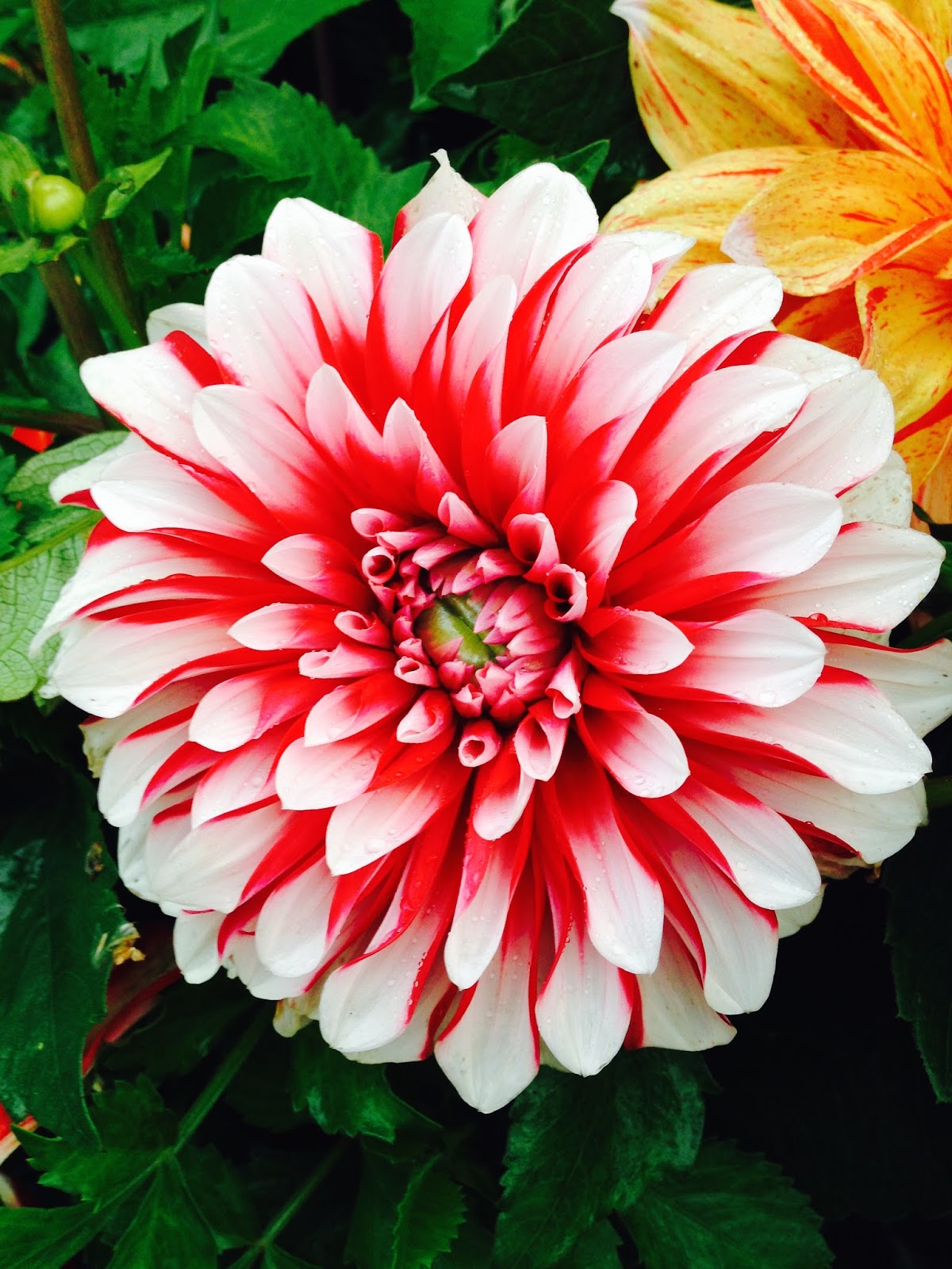 Garden Therapy: Most Amazing Flower