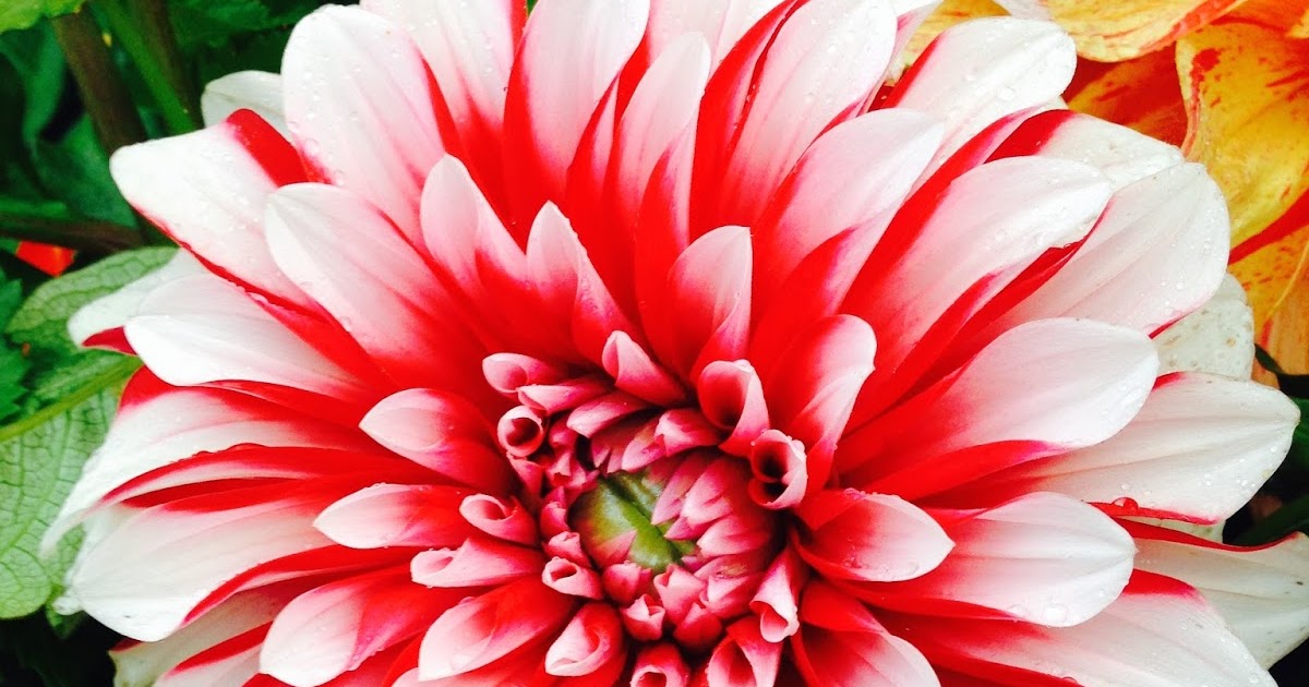 Garden Therapy: Most Amazing Flower