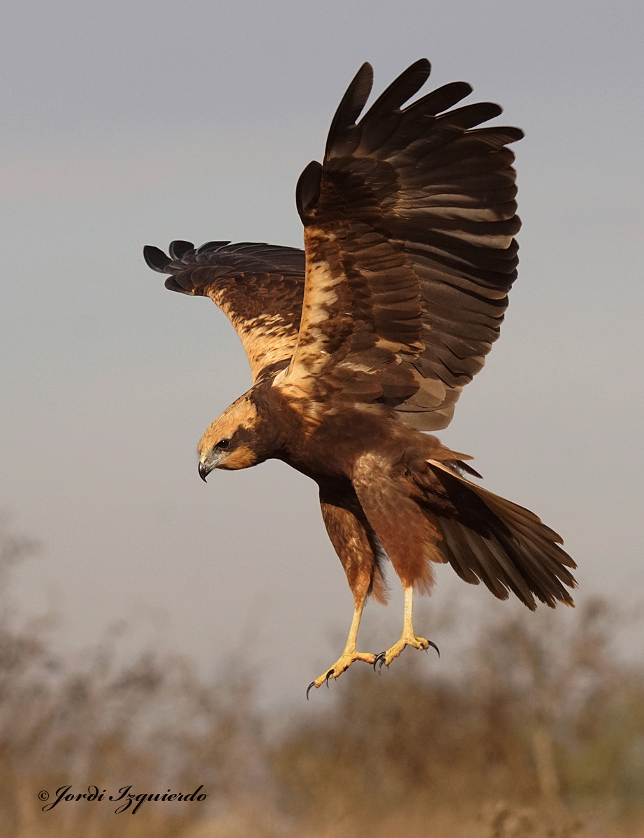 ...NATURA FOTOGRÀFICA: L' ARPELLA VULGAR