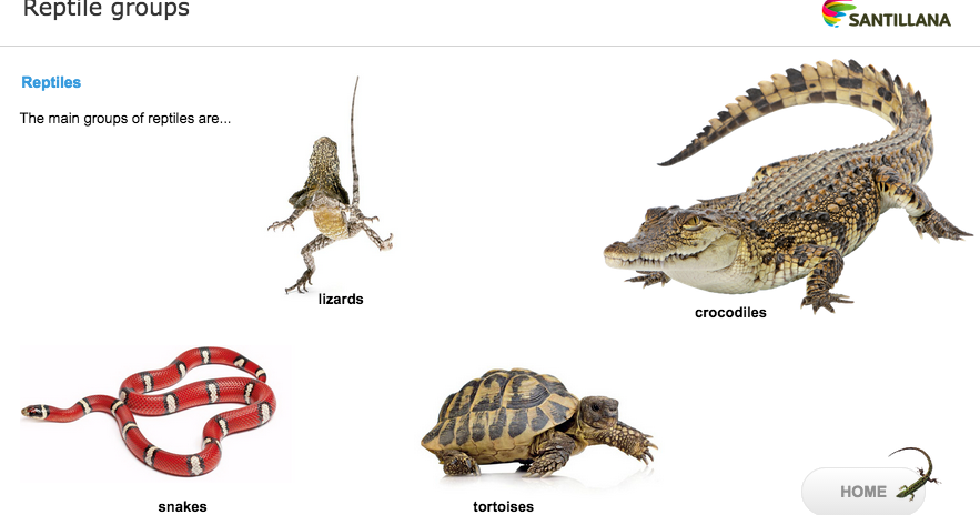 Animal World I (Vertebrates): Reptile groups