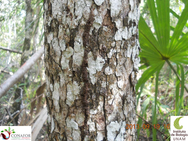 EPIDOMETRIA: diciembre 2020