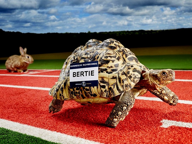 The Flying Tortoise