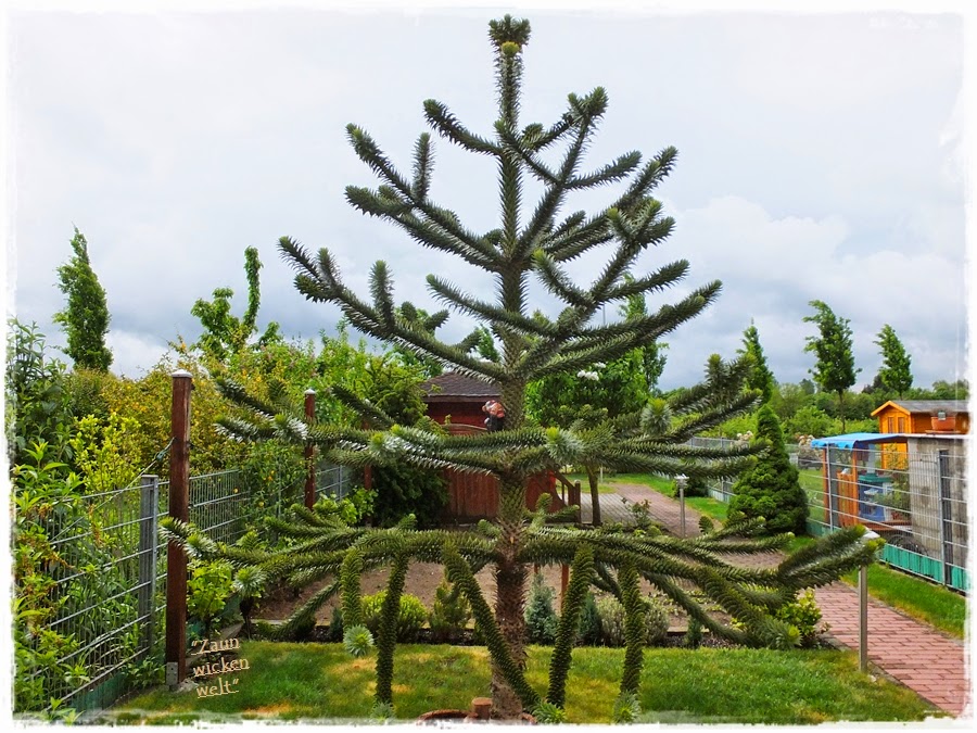 Zaunwickenwelt : Der fremde Garten