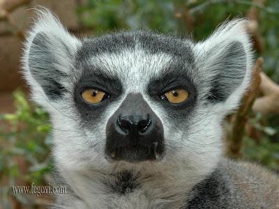 El ojo del buitre: Lemur (Lemur variegatus)
