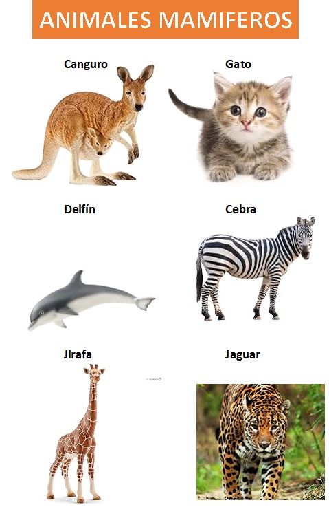 Animales Mamiferos Para Imprimir | Images and Photos finder