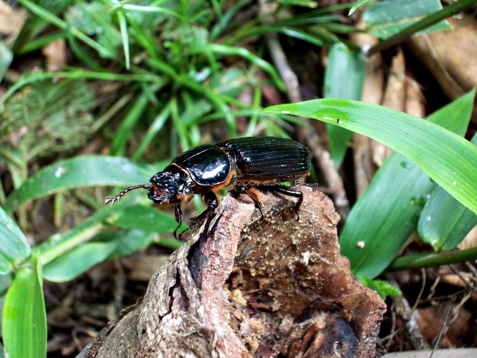 Nature Photography and Facts : Bess Beetle
