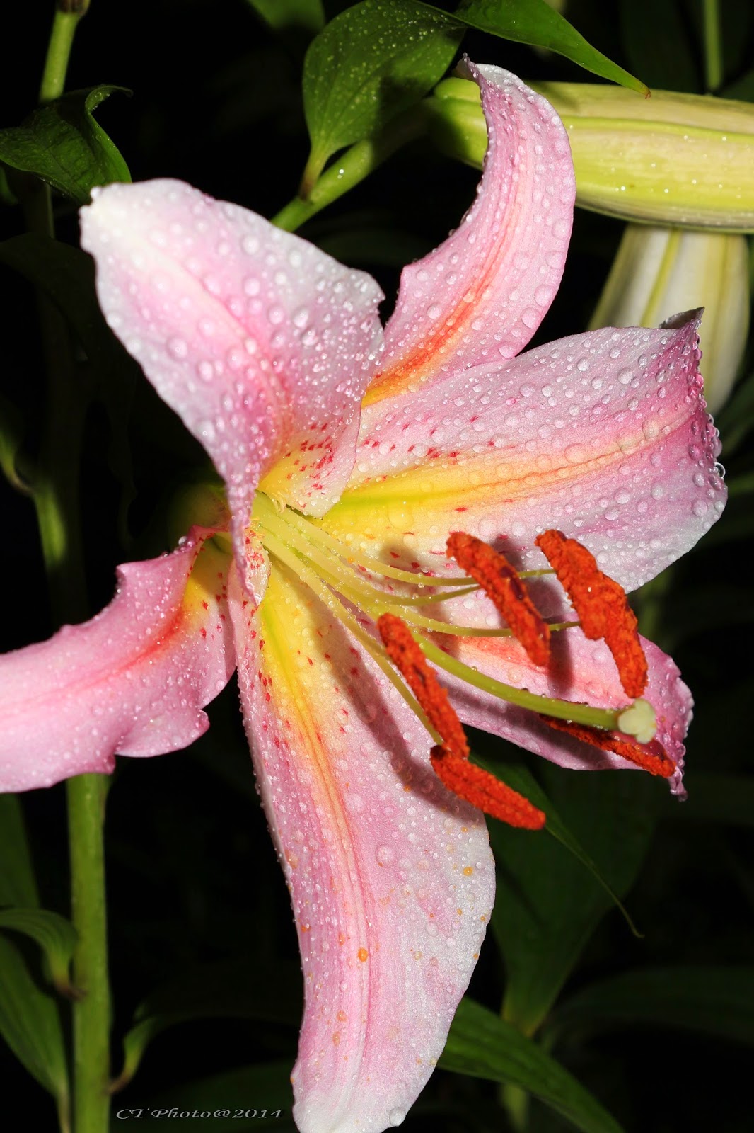 Idei pentru grădină şi terasă: Crinii - Frumuseţi seducătoare (I)