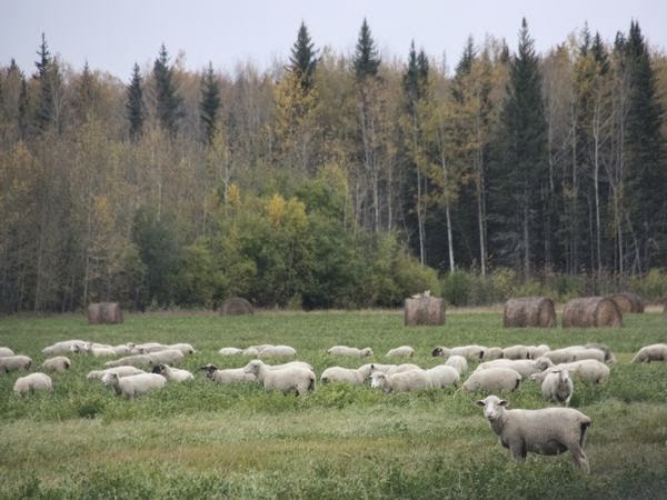 Predator Friendly Ranching : Relastionships