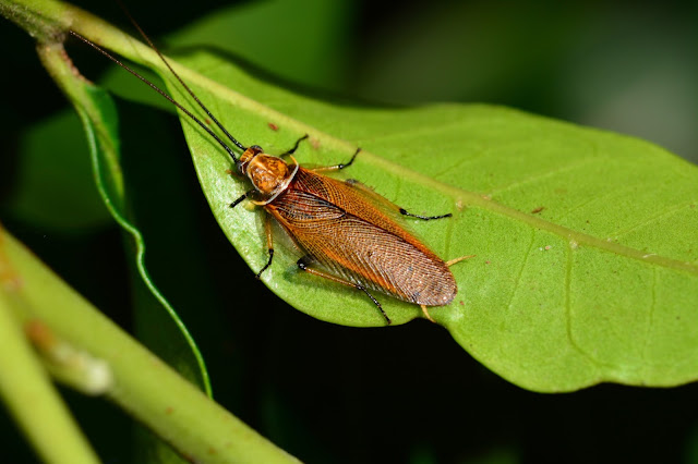 The Insect Diary: Native Cockroaches of Australia