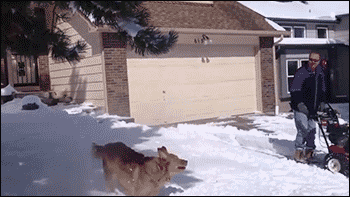 Dogs Gifs: Gif Cachorro brincando com a neve