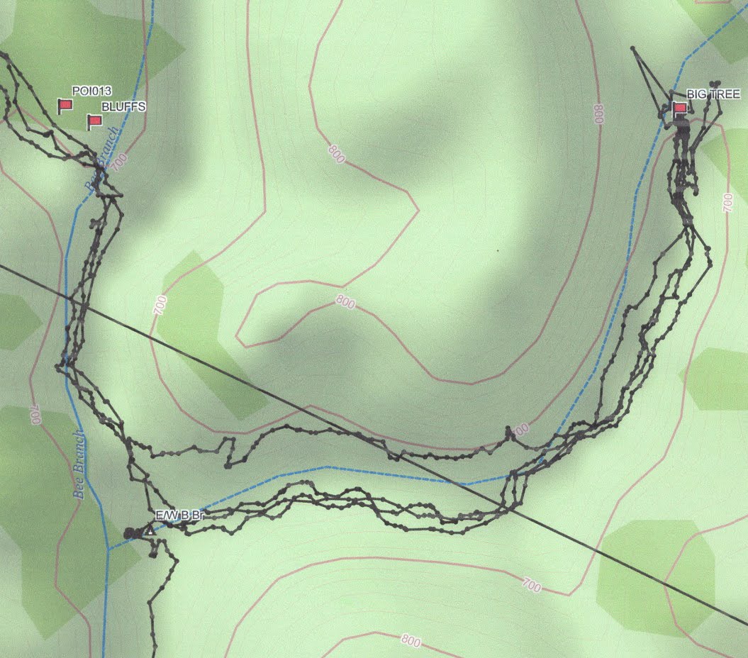 Rex's Adventures: The Big Tree-Sipsey Wilderness Area-Bankhead National ...