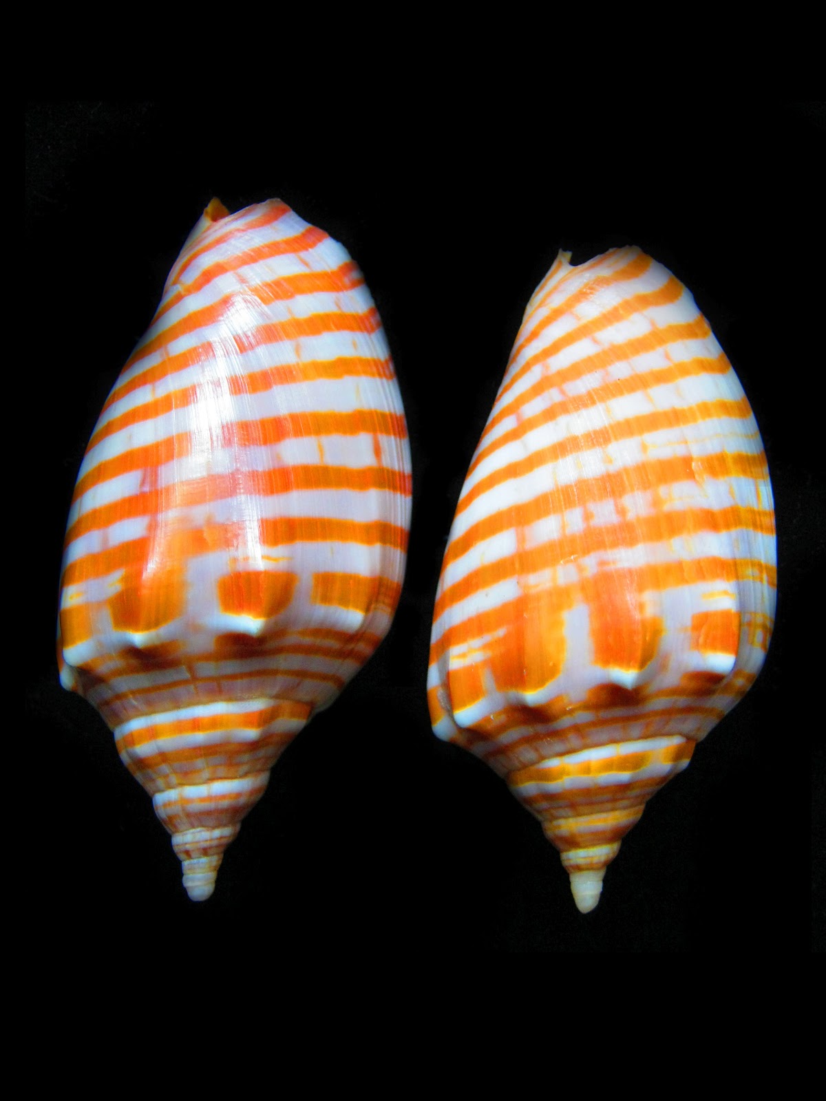 Sea Shells Enterprises: VOLUTIDAE