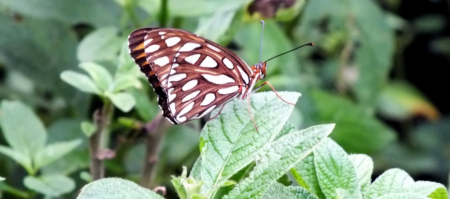 My Impressions: Butter-Fly