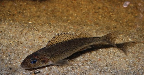 PESCARUL SINGURATIC: Ghibortul